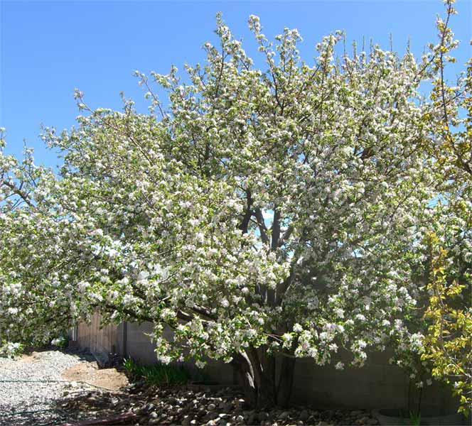 Flower Gallery 2009 April