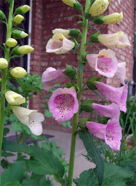 Flower Gallery 2009 May #4