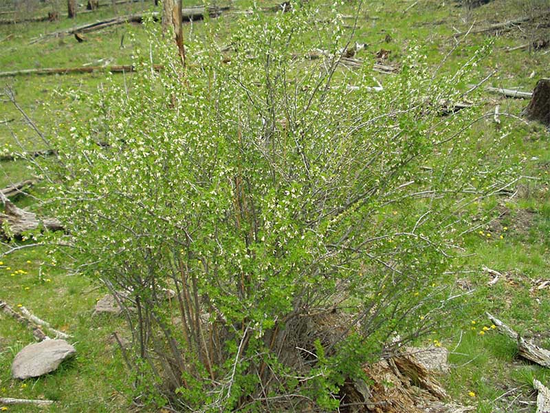 Wildflower Gallery S-Z